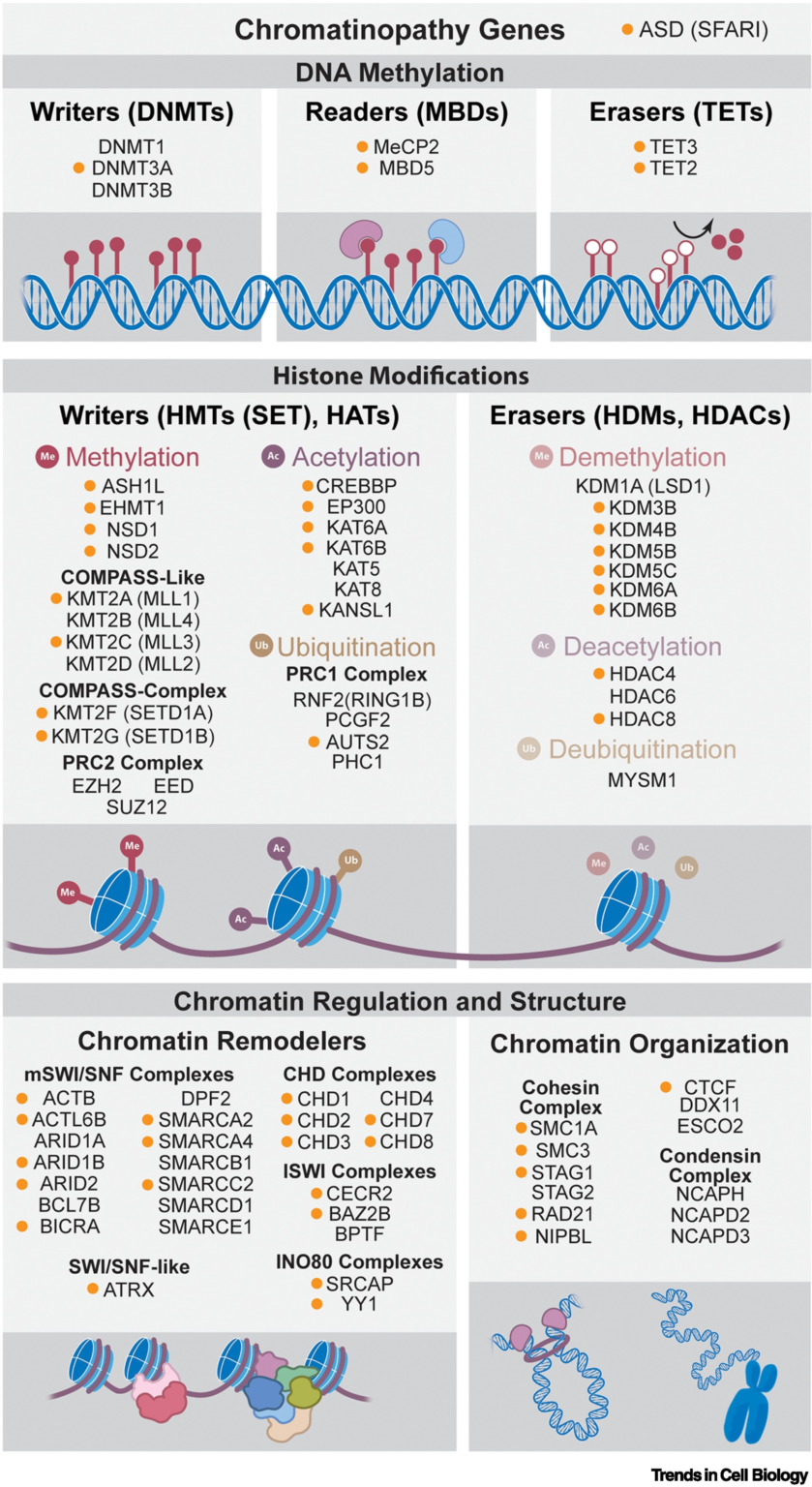 Cromatinopatías. – Neuropediatoolkit